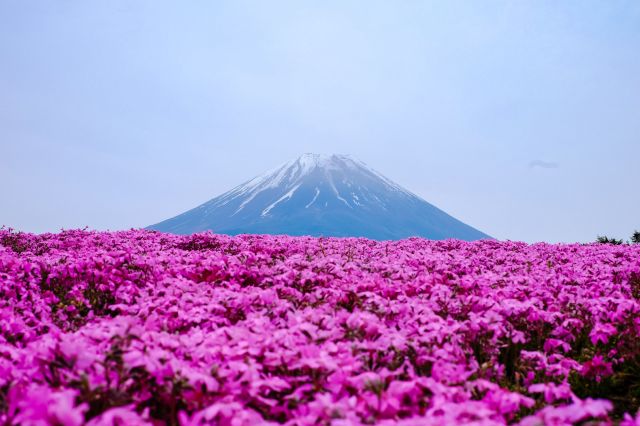 The best places to see majestic Mt. Fuji in Spring
